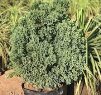 Thai Cyprus Plant With Pot – Soothing Interiors